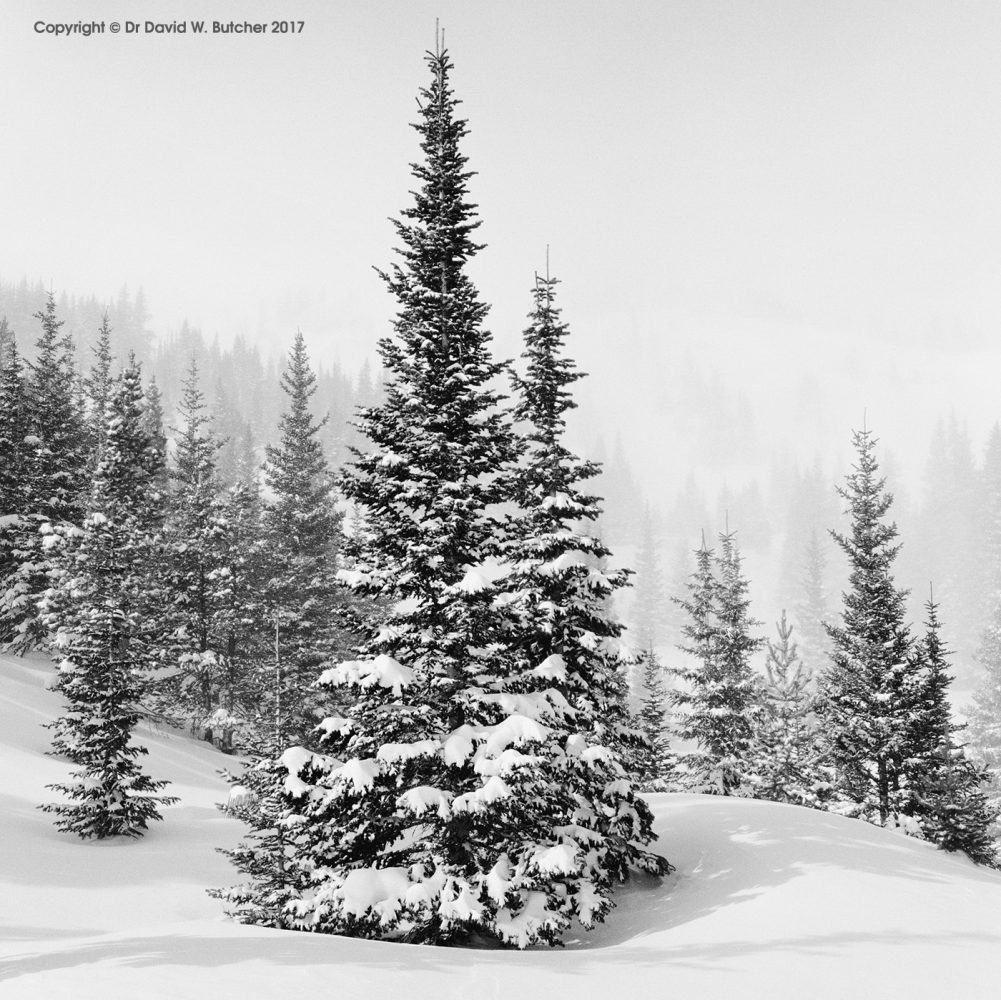 Breckenridge Misty Trees, Colorado, USA - Dave Butcher