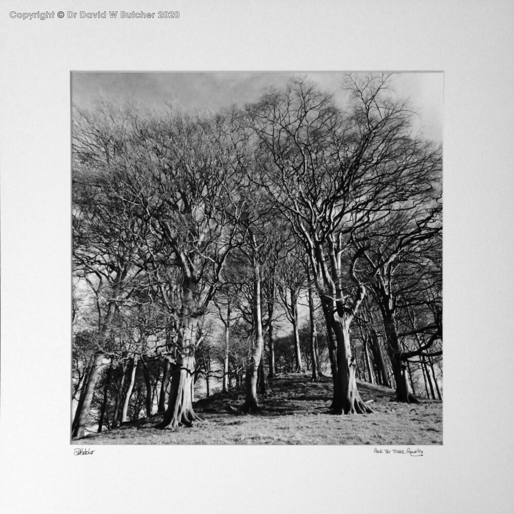 England, Peak District Peak Tor Trees Rowsley 50x50cm - Dave Butcher